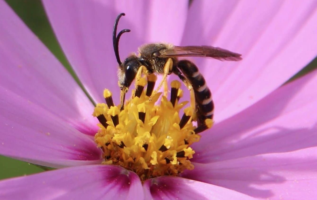 Monsieur Halicte de la Scabieuse - Un jardin dans le Marais poitevinUn ...