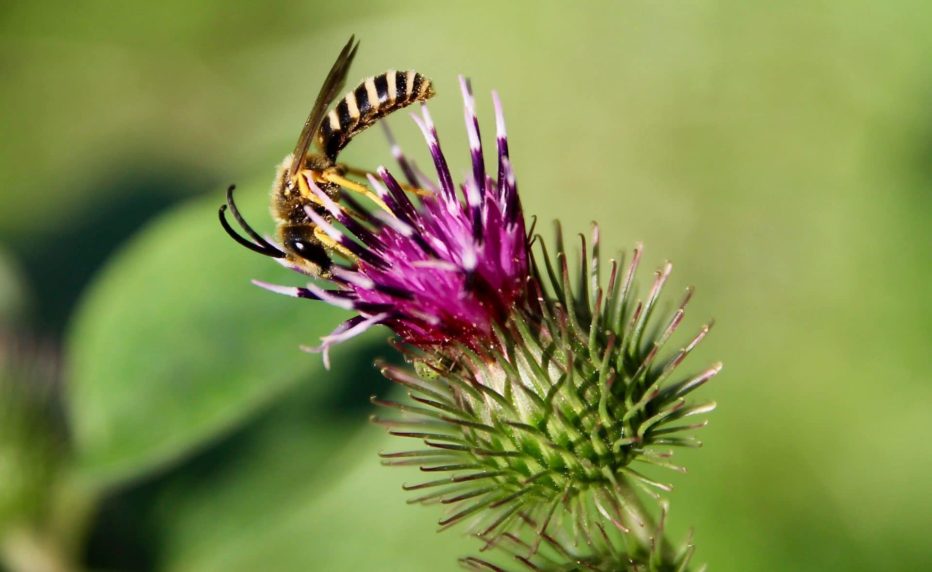 Monsieur Halicte de la Scabieuse - Un jardin dans le Marais poitevinUn ...