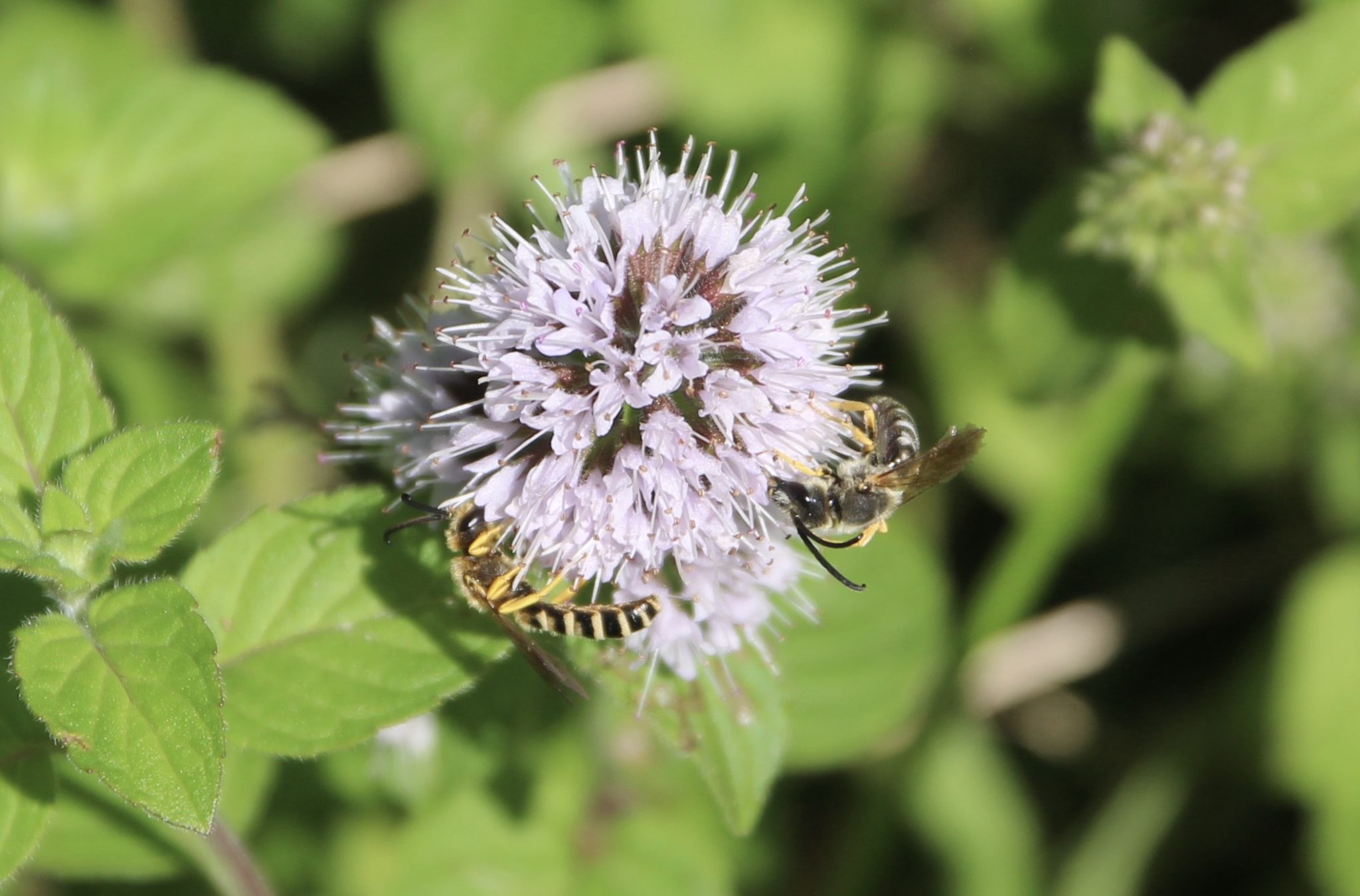 Monsieur Halicte de la Scabieuse - Un jardin dans le Marais poitevinUn ...