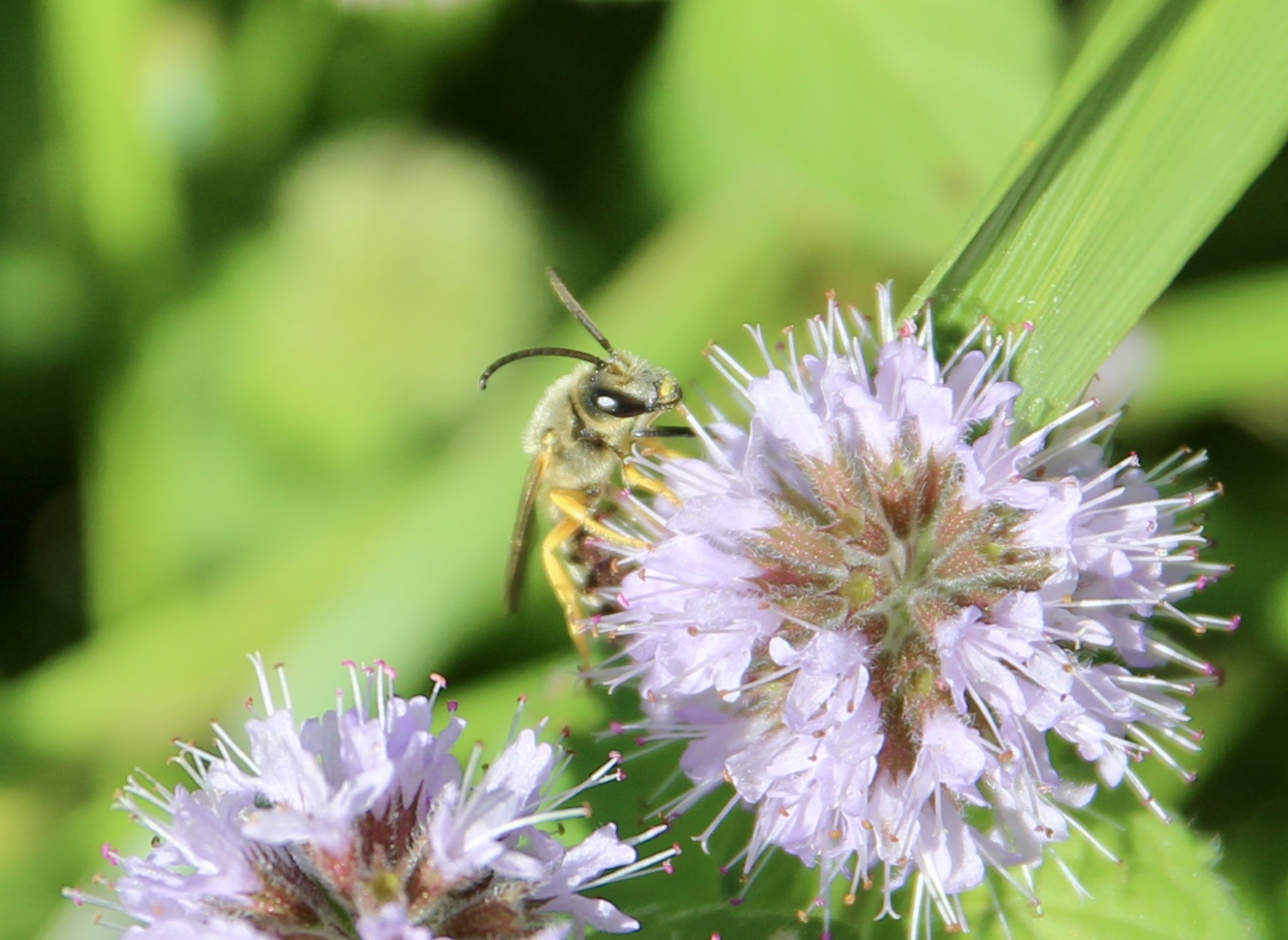Monsieur Halicte de la Scabieuse - Un jardin dans le Marais poitevinUn ...