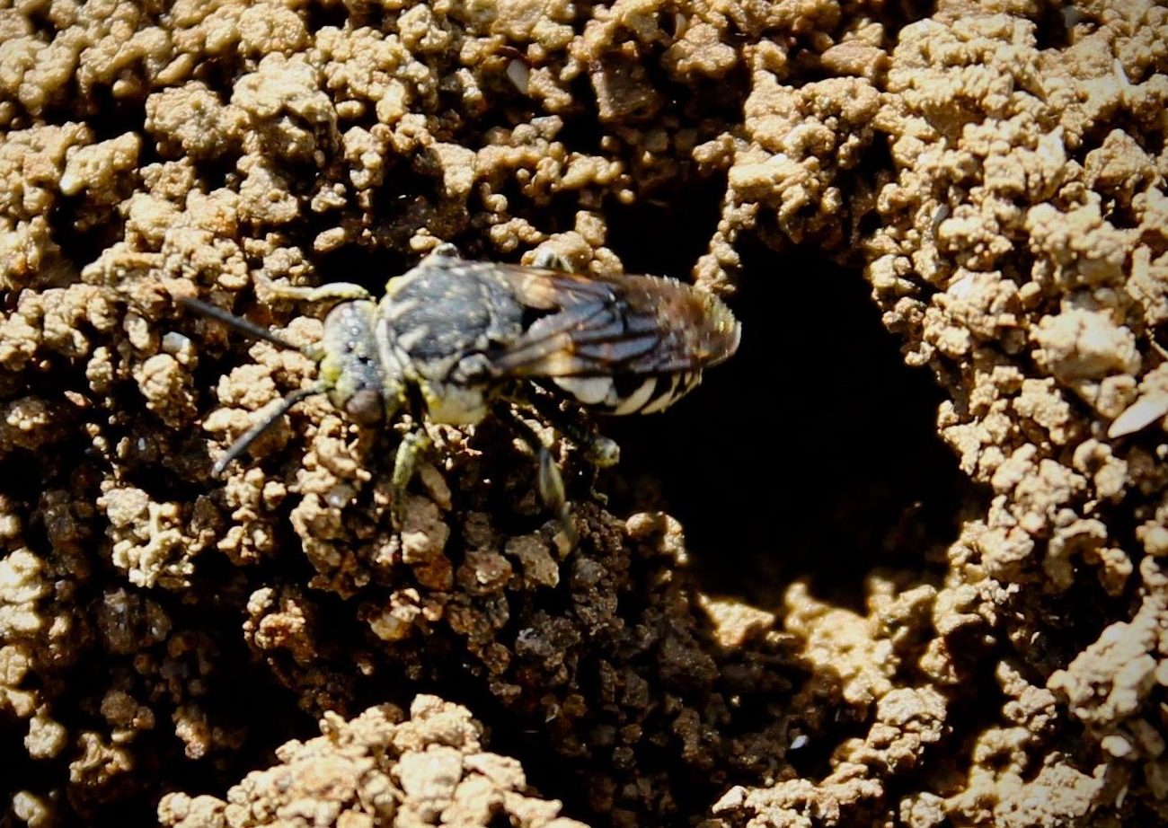 Le Collète du lierre - Un jardin dans le Marais poitevinUn jardin dans ...