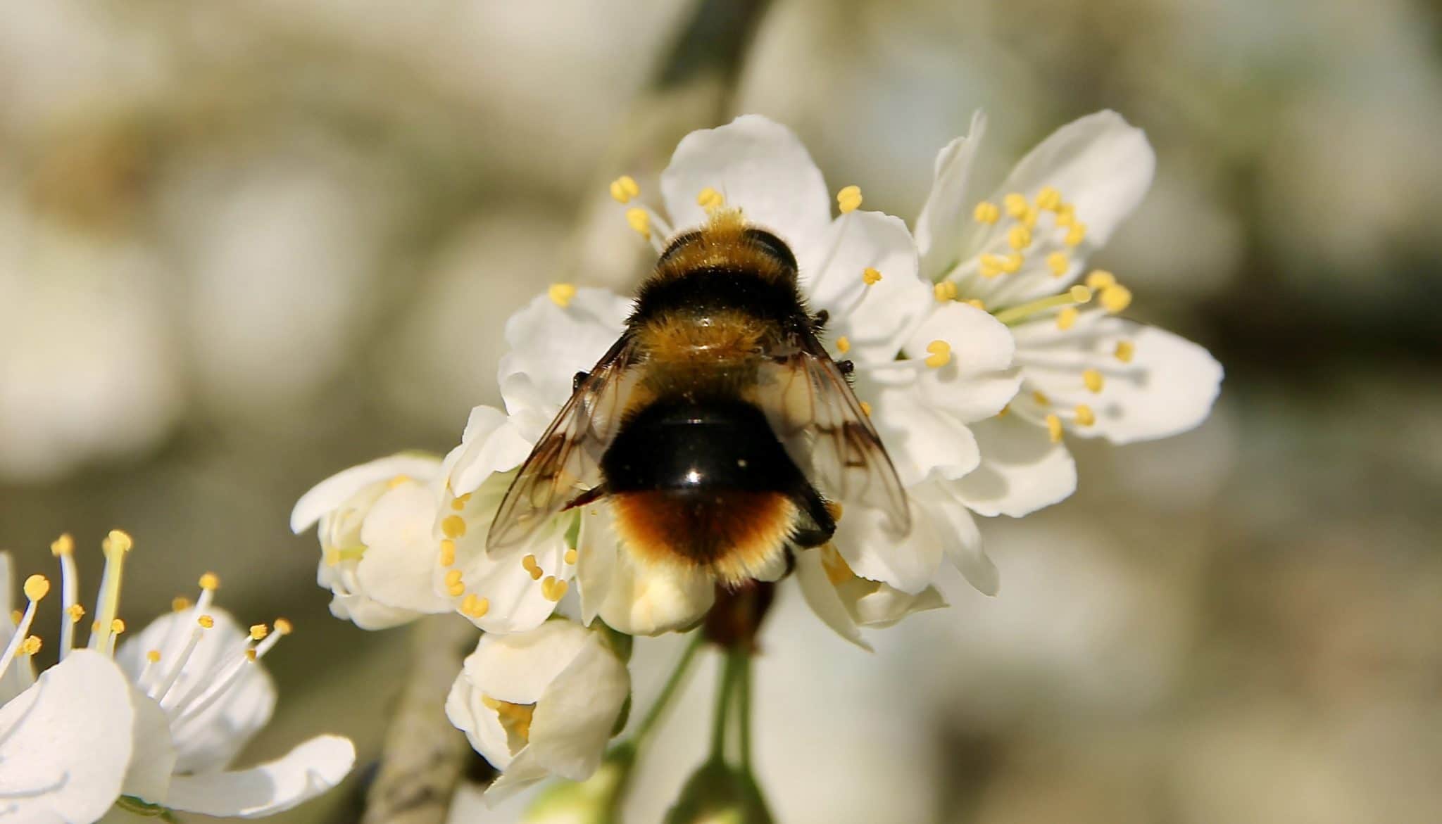 La Mallota fusiforme - Un jardin dans le Marais poitevinUn jardin dans ...