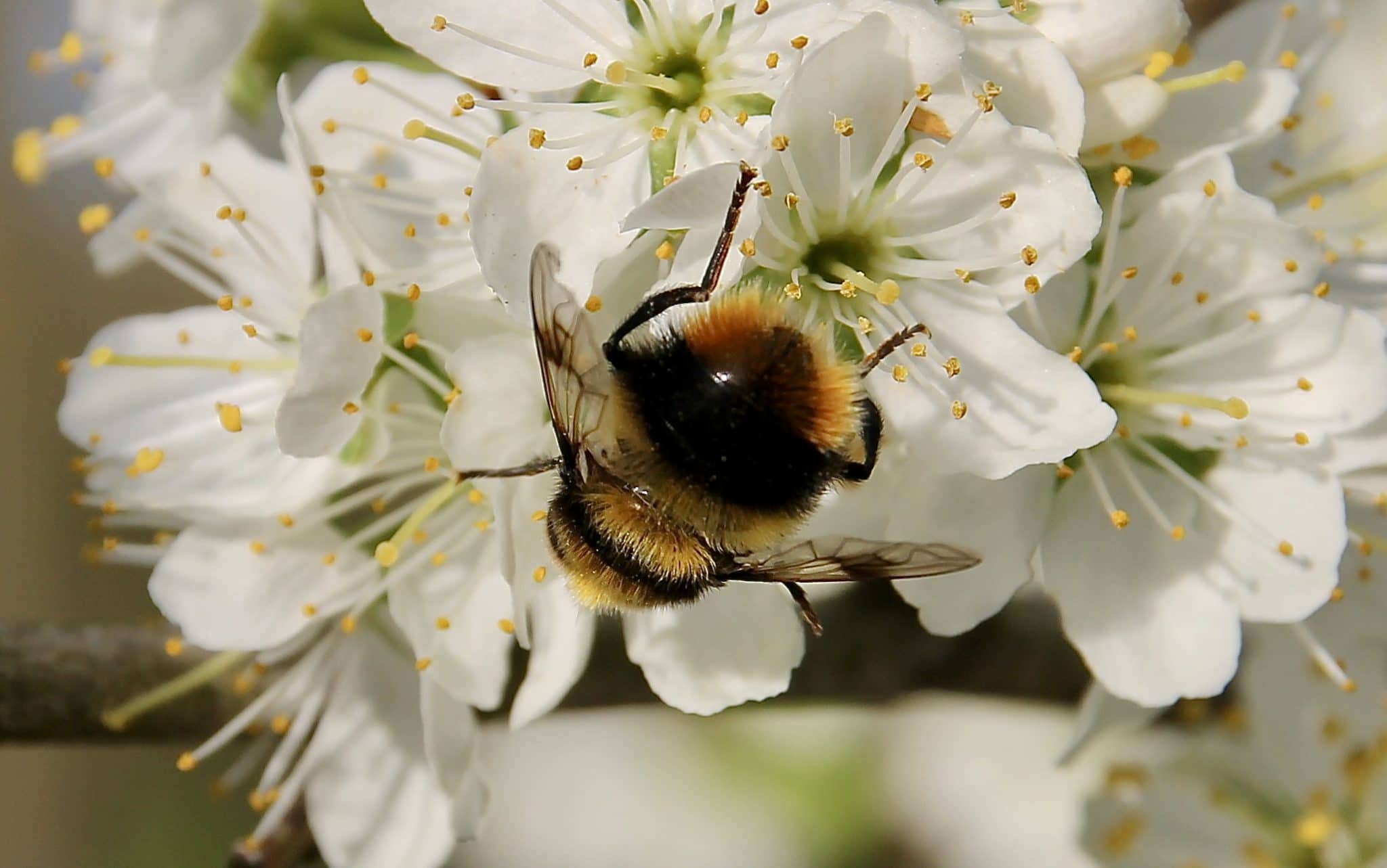La Mallota fusiforme - Un jardin dans le Marais poitevinUn jardin dans ...