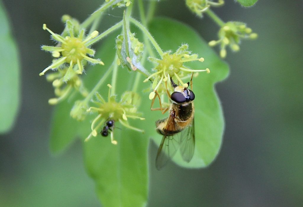 L'Érable champêtre en fleurs - Un jardin dans le Marais poitevinUn ...