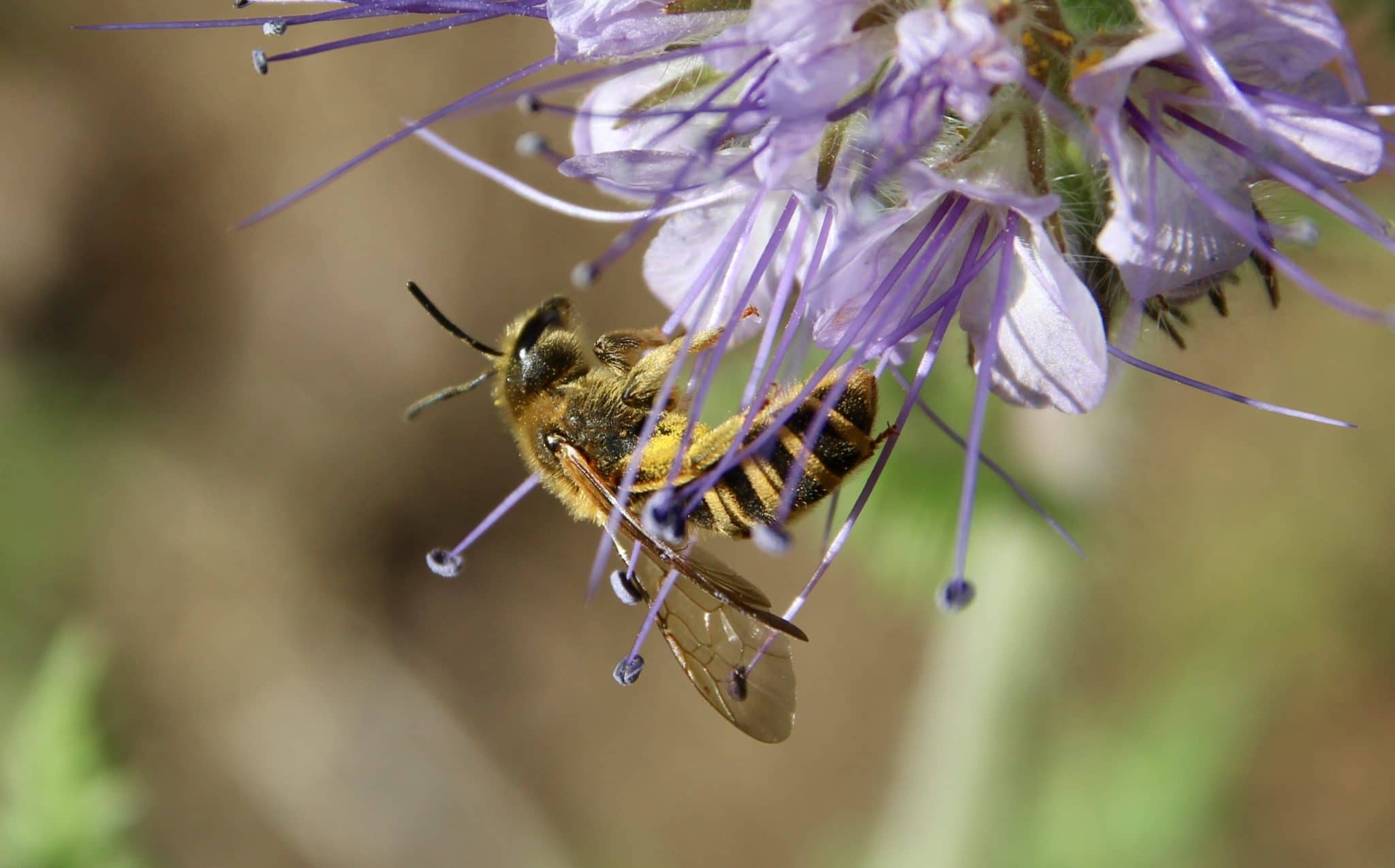 L'Halicte de la Scabieuse - Un jardin dans le Marais poitevinUn jardin ...
