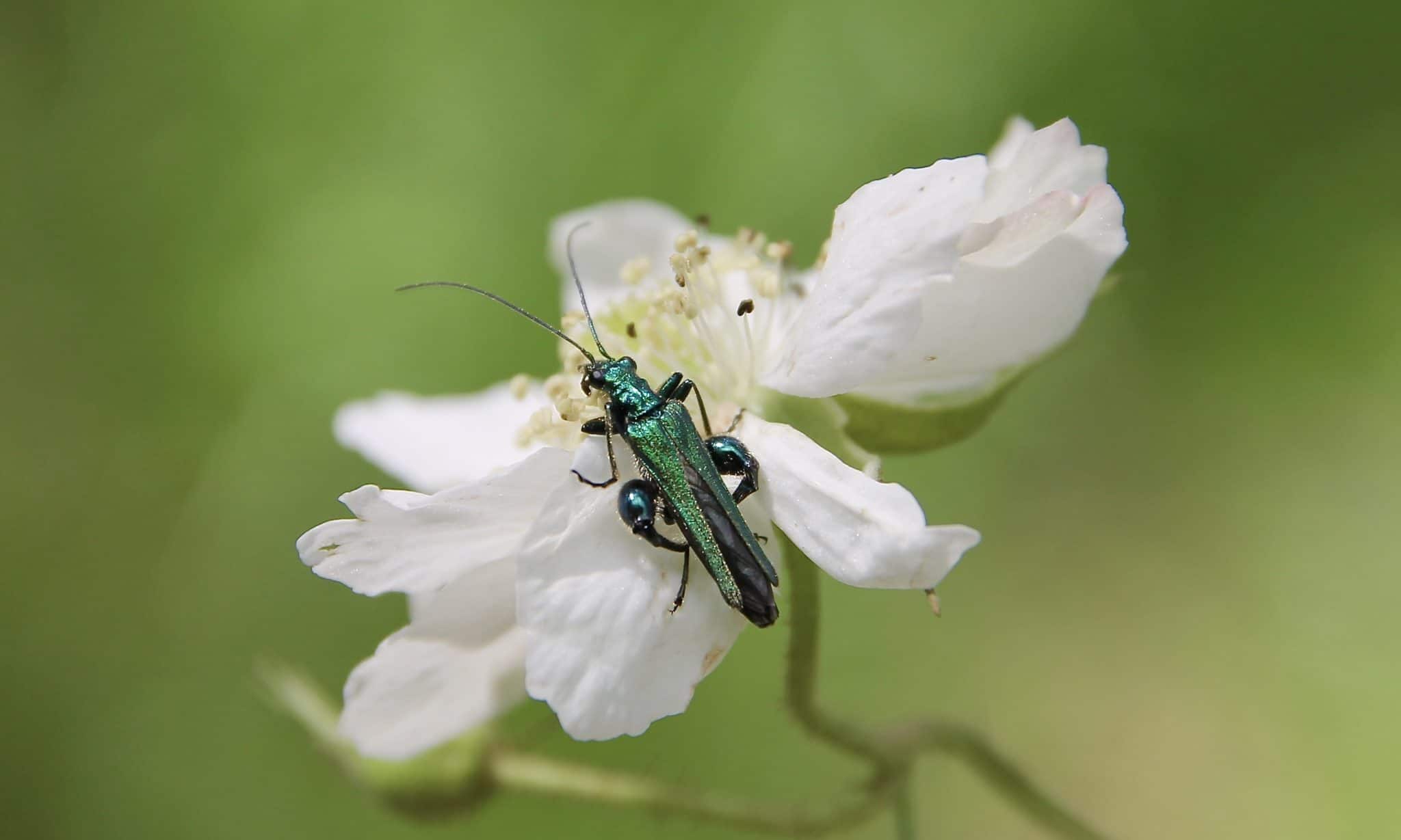 La Ronce bleue - Un jardin dans le Marais poitevinUn jardin dans le ...