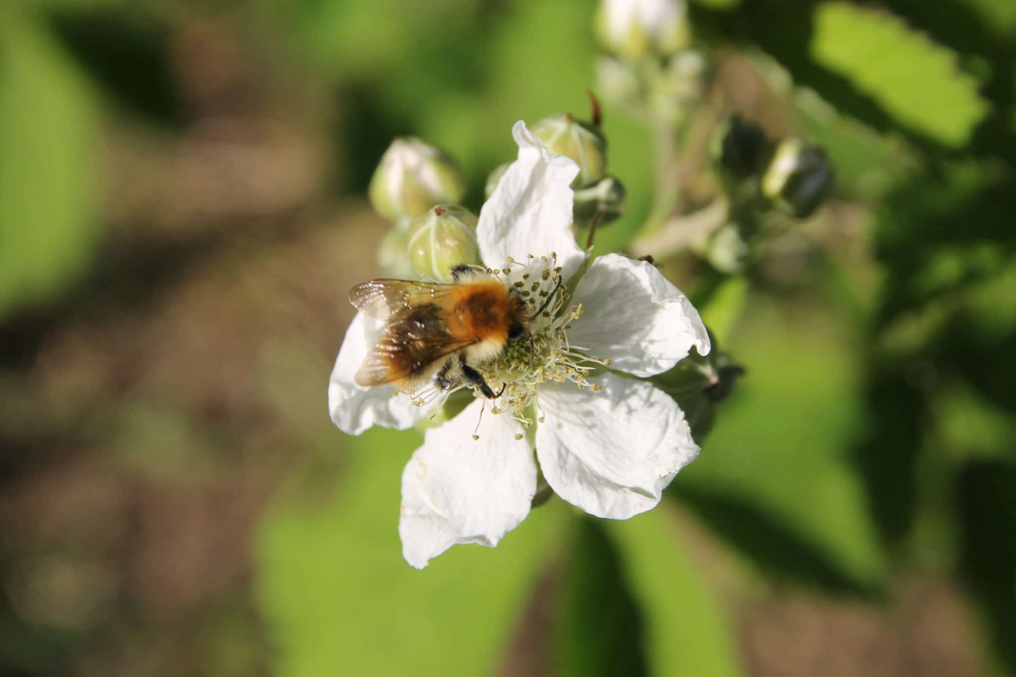 La Ronce bleue - Un jardin dans le Marais poitevinUn jardin dans le ...
