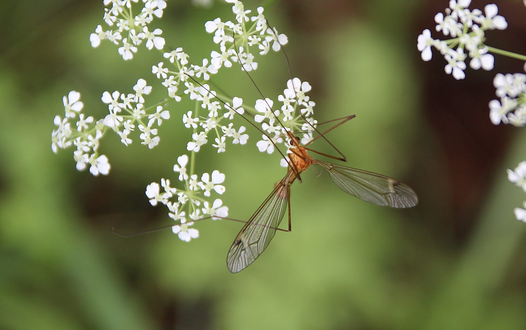 La Tipule orangée - Un jardin dans le Marais poitevinUn jardin dans le Marais poitevin