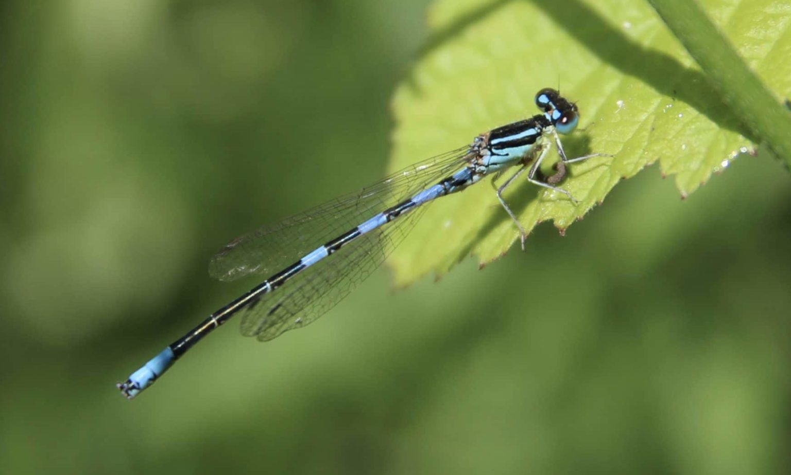 Libellules et demoiselles du jardin - Un jardin dans le Marais ...