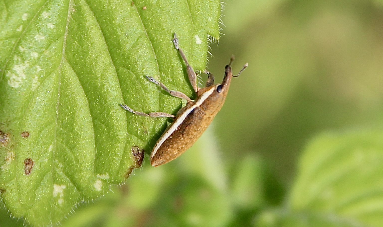 Le Lixus poudreux arrive trop tard - Un jardin dans le Marais ...