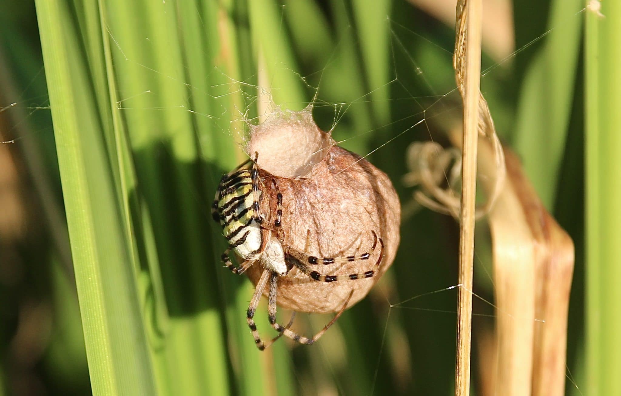 La montgolfière de l'Argiope frelon - Un jardin dans le Marais ...