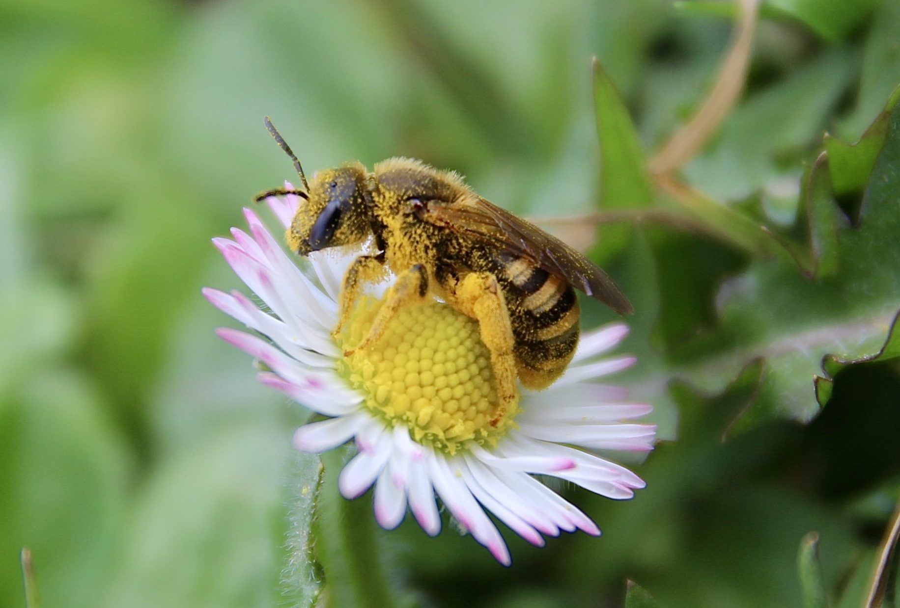 Madame Halicte de la Scabieuse - Un jardin dans le Marais poitevinUn ...