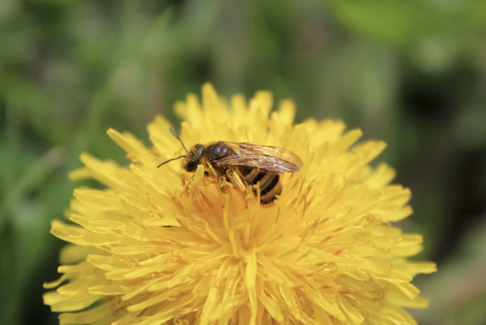 Madame Halicte de la Scabieuse - Un jardin dans le Marais poitevinUn ...