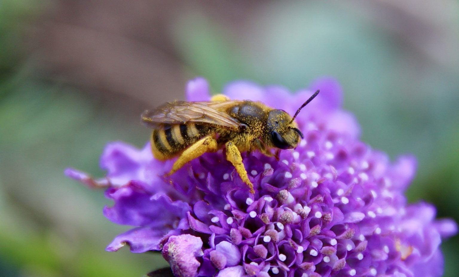 Madame Halicte de la Scabieuse - Un jardin dans le Marais poitevinUn ...