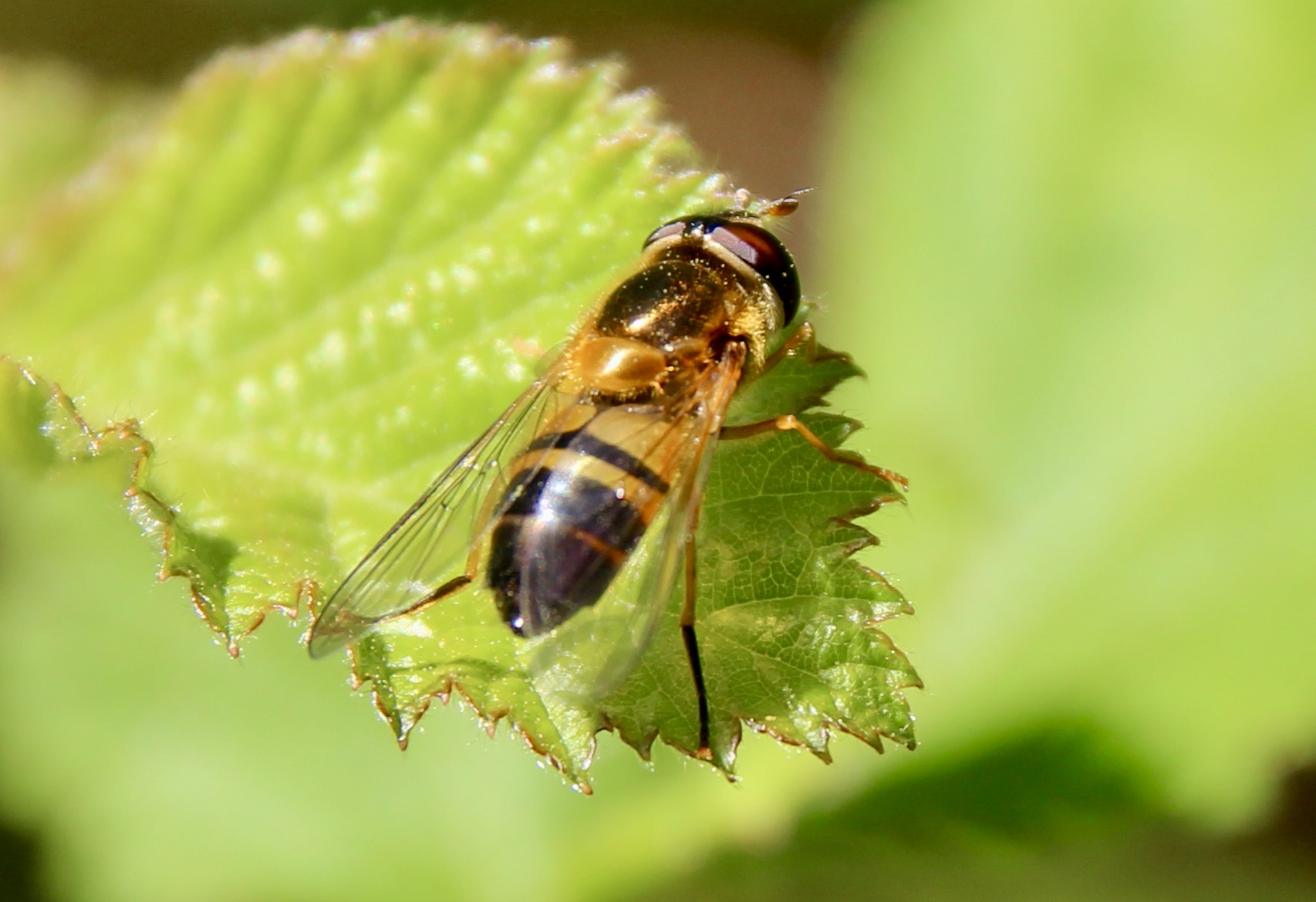 L'Épistrophe élégant - Un jardin dans le Marais poitevinUn jardin dans ...