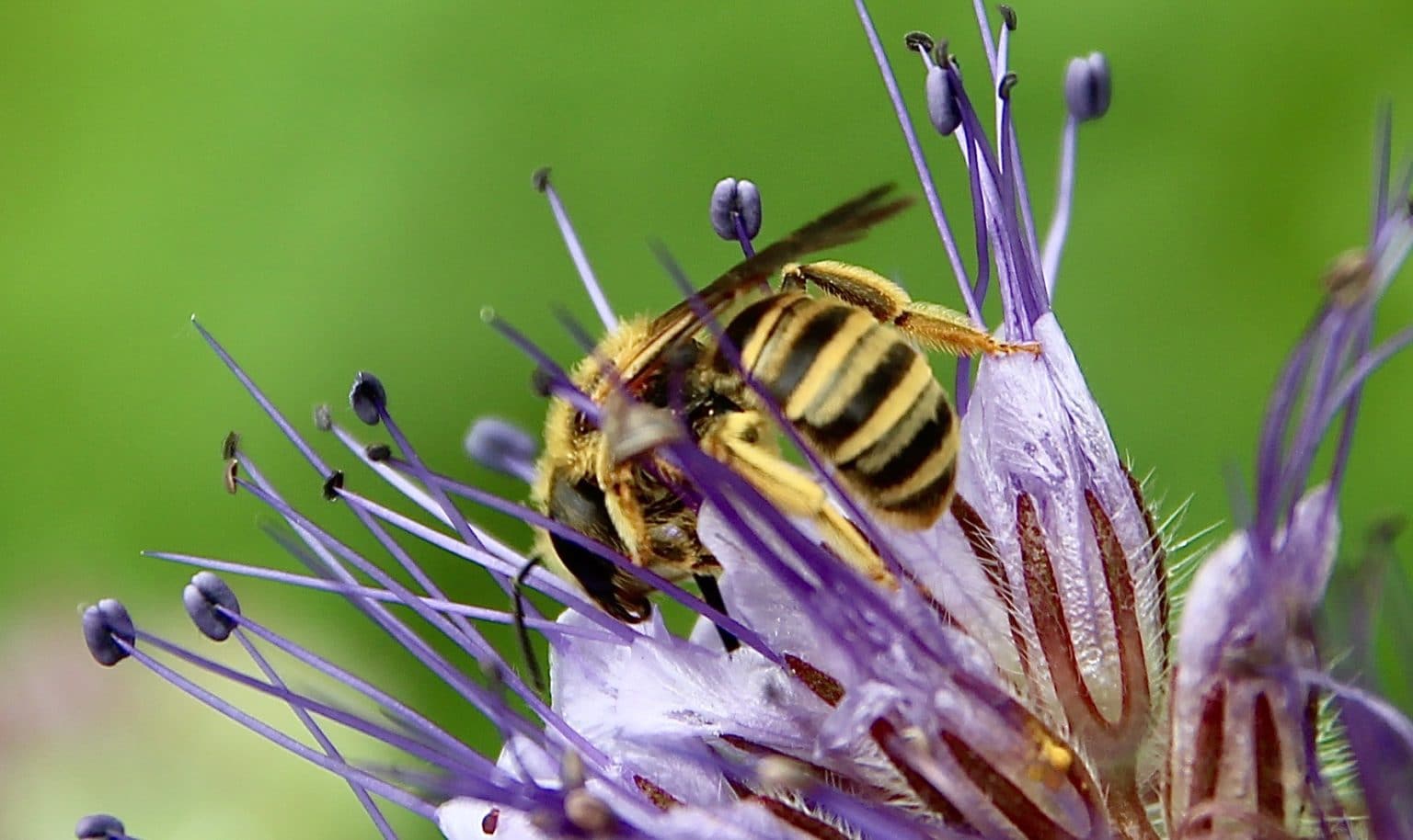 Madame Halicte de la Scabieuse - Un jardin dans le Marais poitevinUn ...