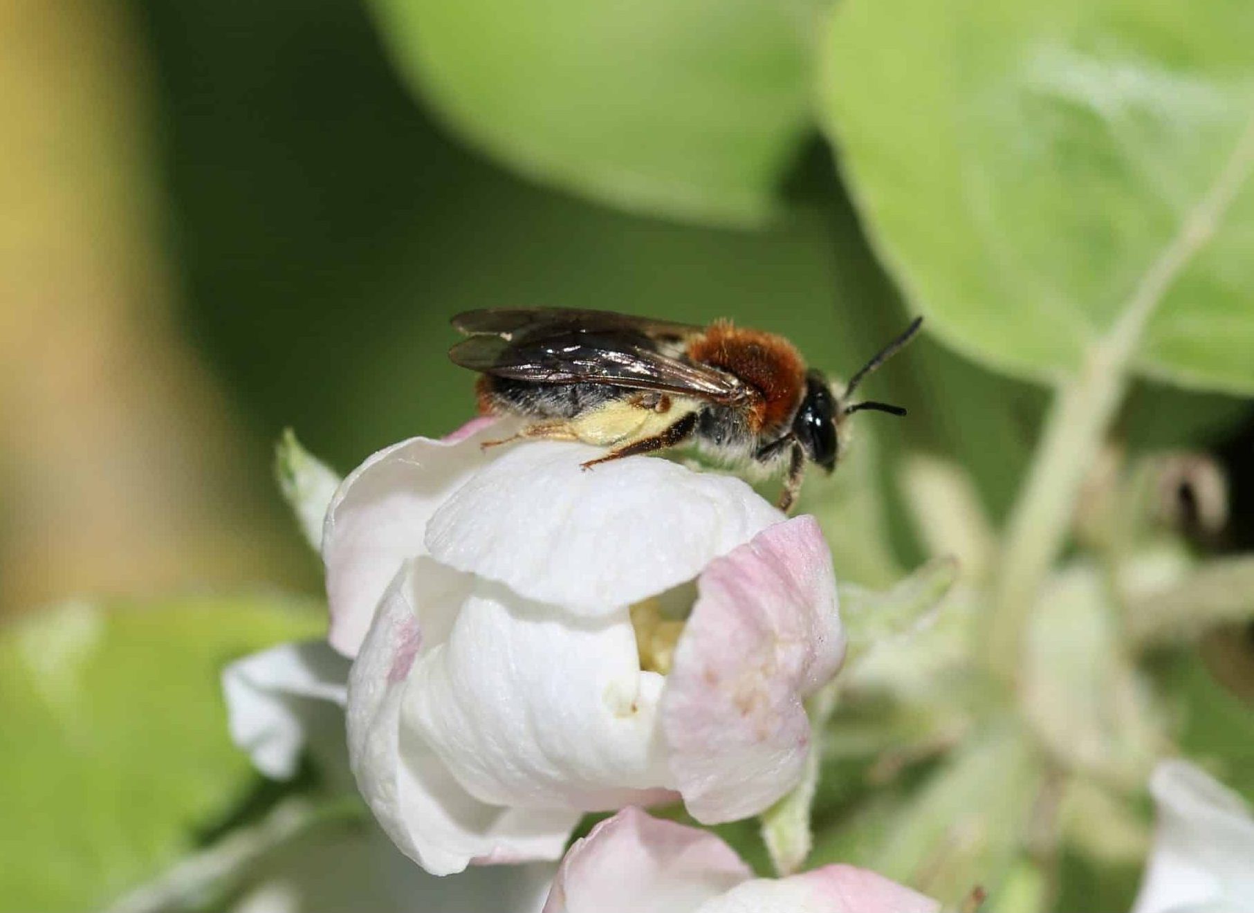 Quoi de neuf au jardin ? - Un jardin dans le Marais poitevinUn jardin ...