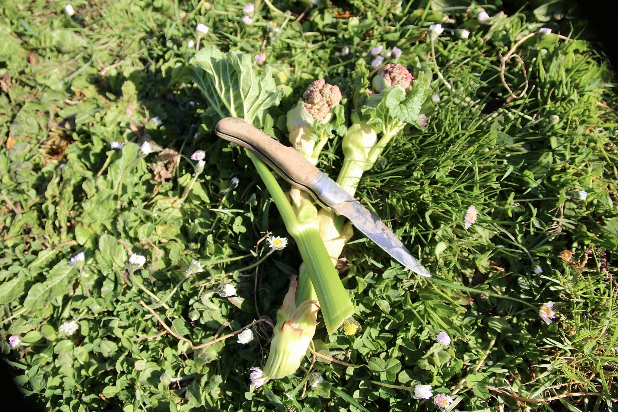 Tant pis pour les fleurs ! - Un jardin dans le Marais poitevinUn jardin ...