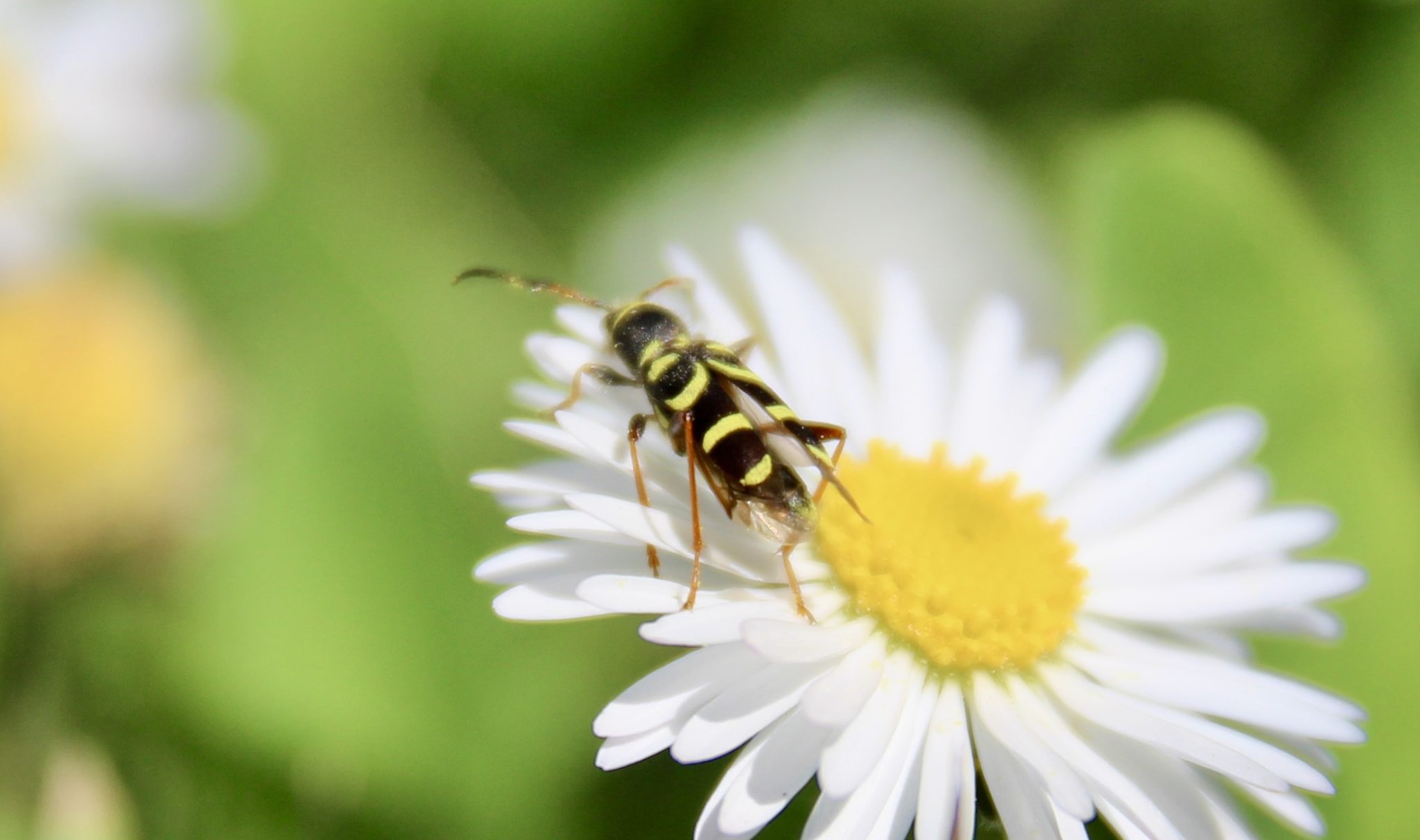 Le petit Clyte bélier - Un jardin dans le Marais poitevinUn jardin dans ...