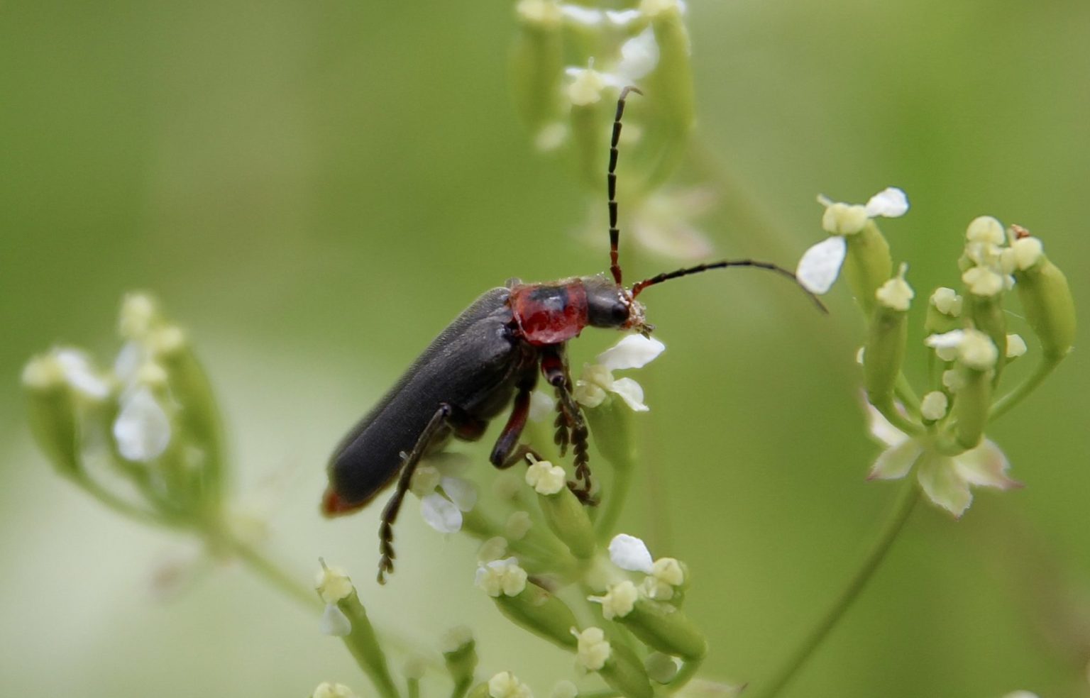 Insectes Archives - Un jardin dans le Marais poitevinUn jardin dans le ...
