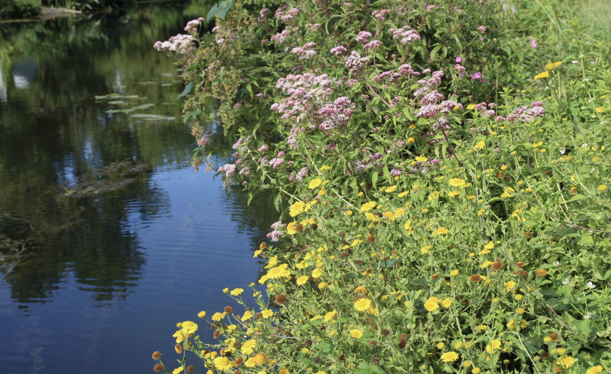 La Pulicaire dysentérique - Un jardin dans le Marais poitevinUn jardin ...