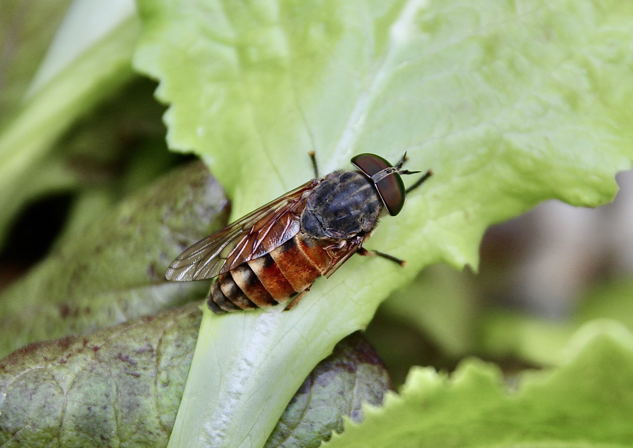 Le Taon des chevaux - Un jardin dans le Marais poitevinUn jardin dans ...