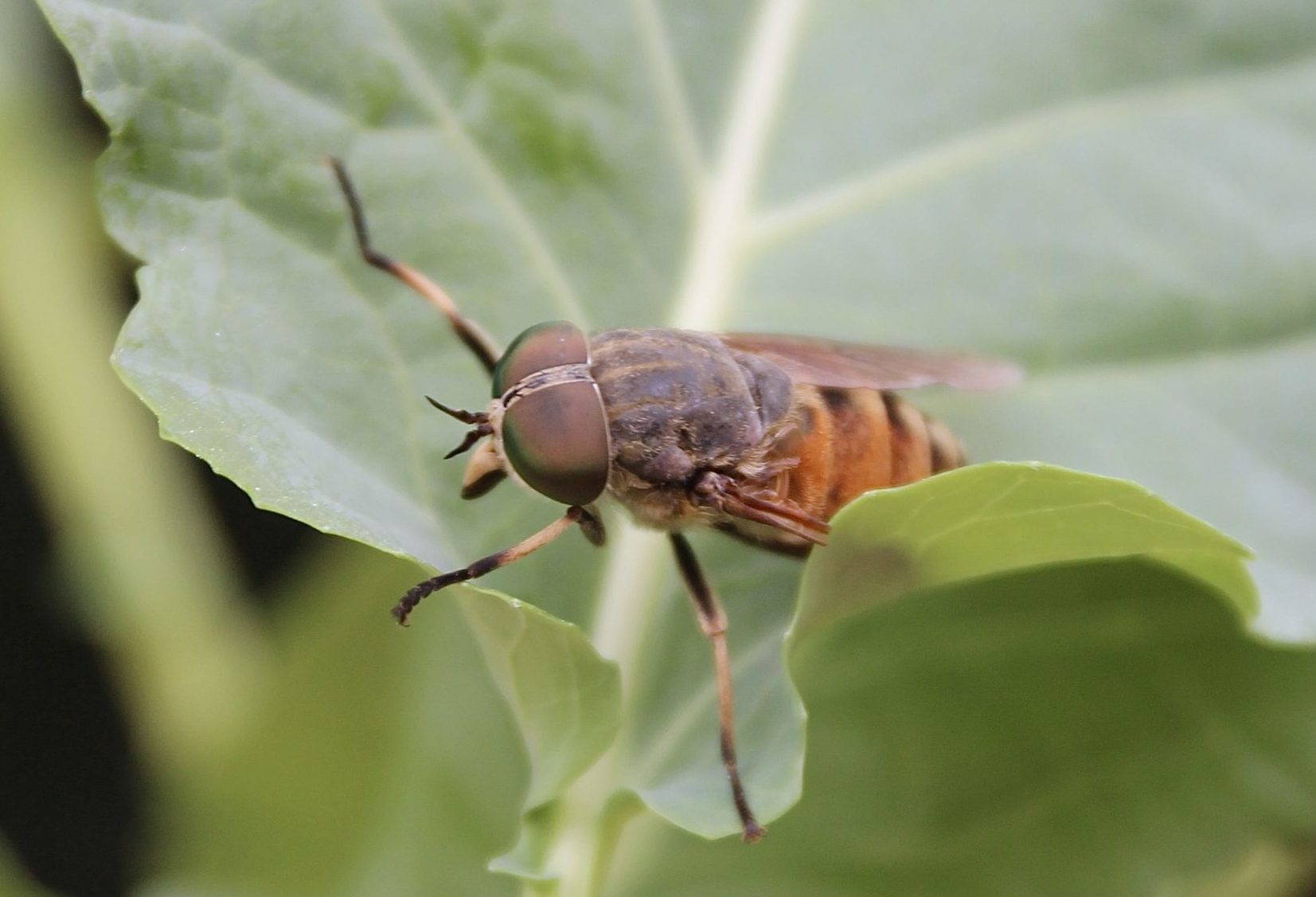 Le Taon des chevaux - Un jardin dans le Marais poitevinUn jardin dans ...
