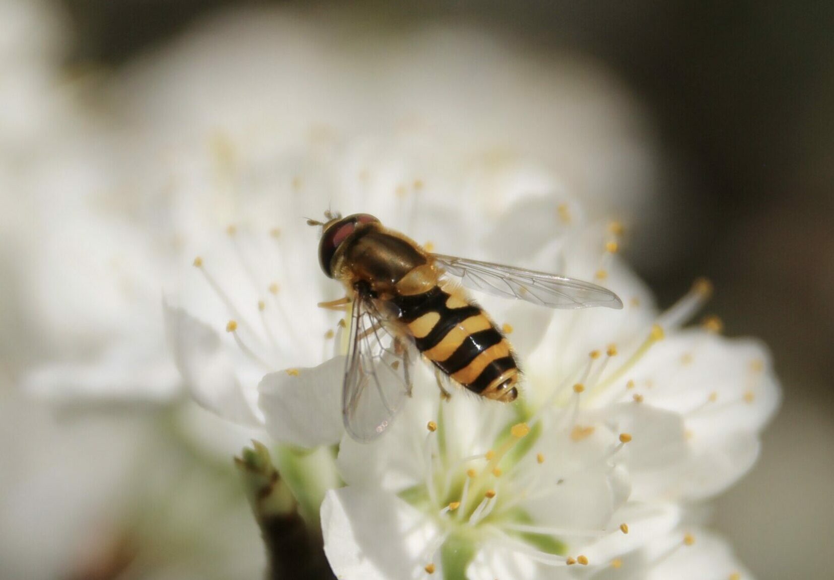 Le Syrphe du groseillier - Un jardin dans le Marais poitevinUn jardin ...