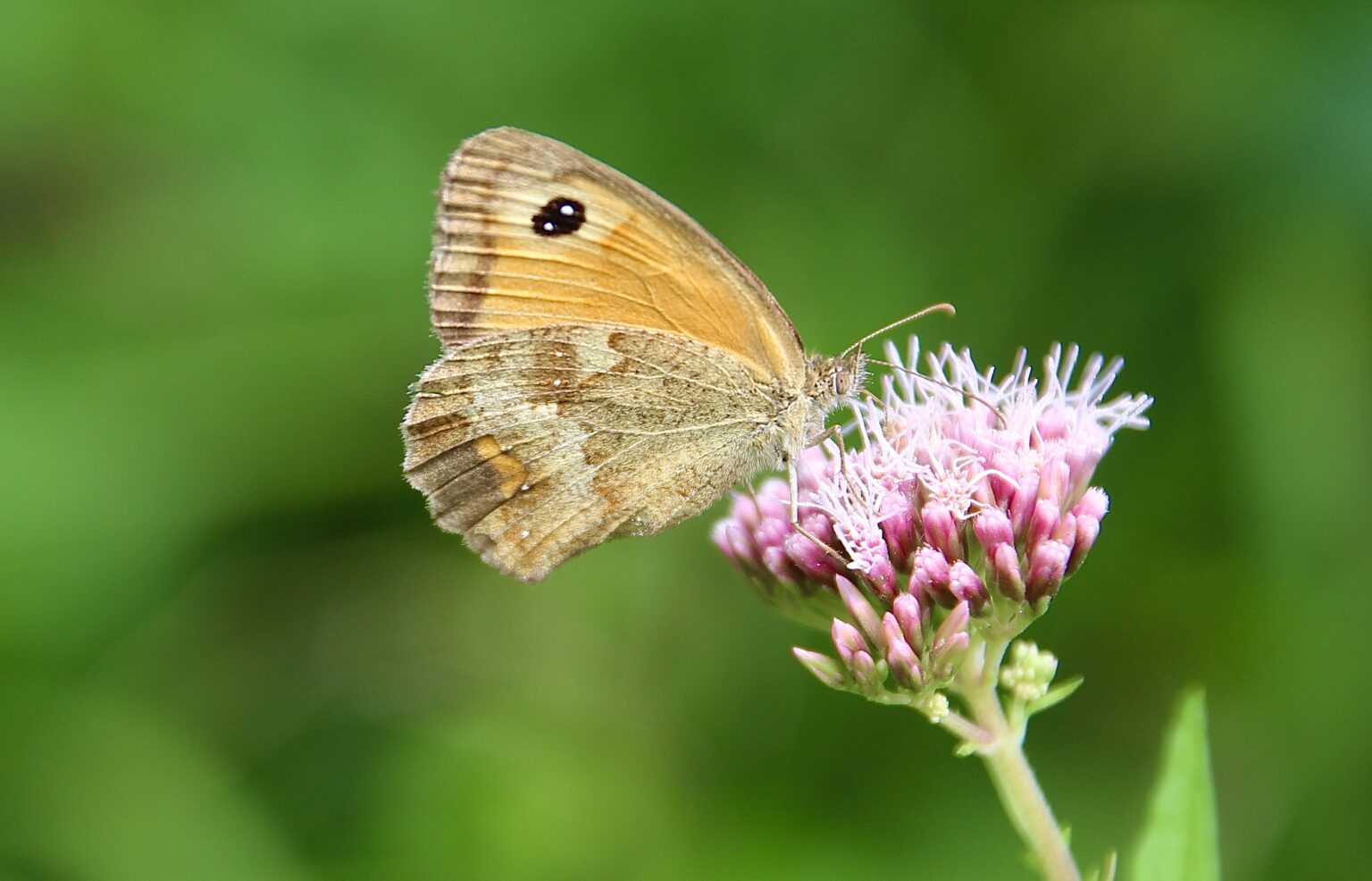 Le Fadet commun - Un jardin dans le Marais poitevinUn jardin dans le ...
