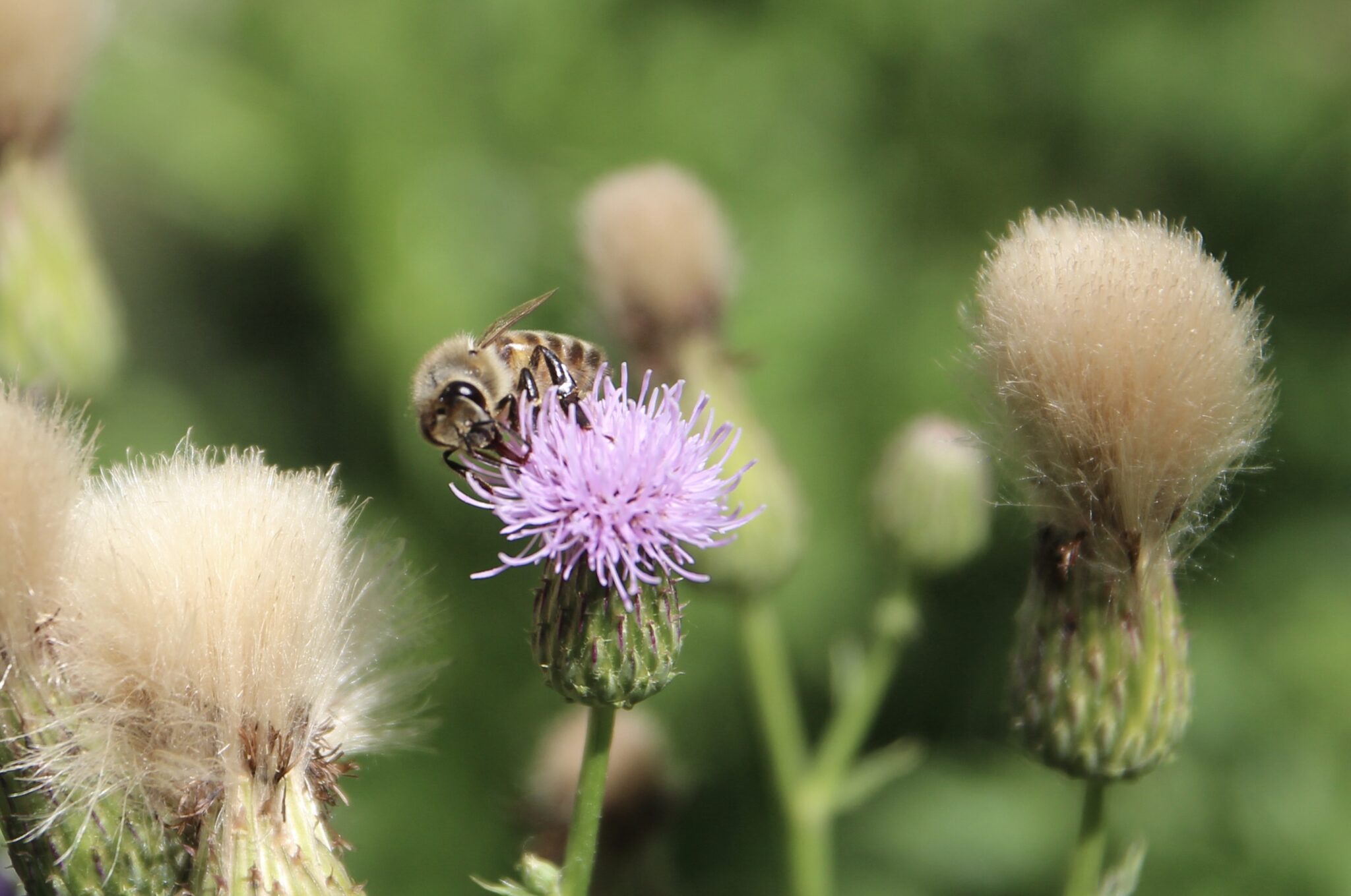 Le Cirse des champs - Un jardin dans le Marais poitevinUn jardin dans ...