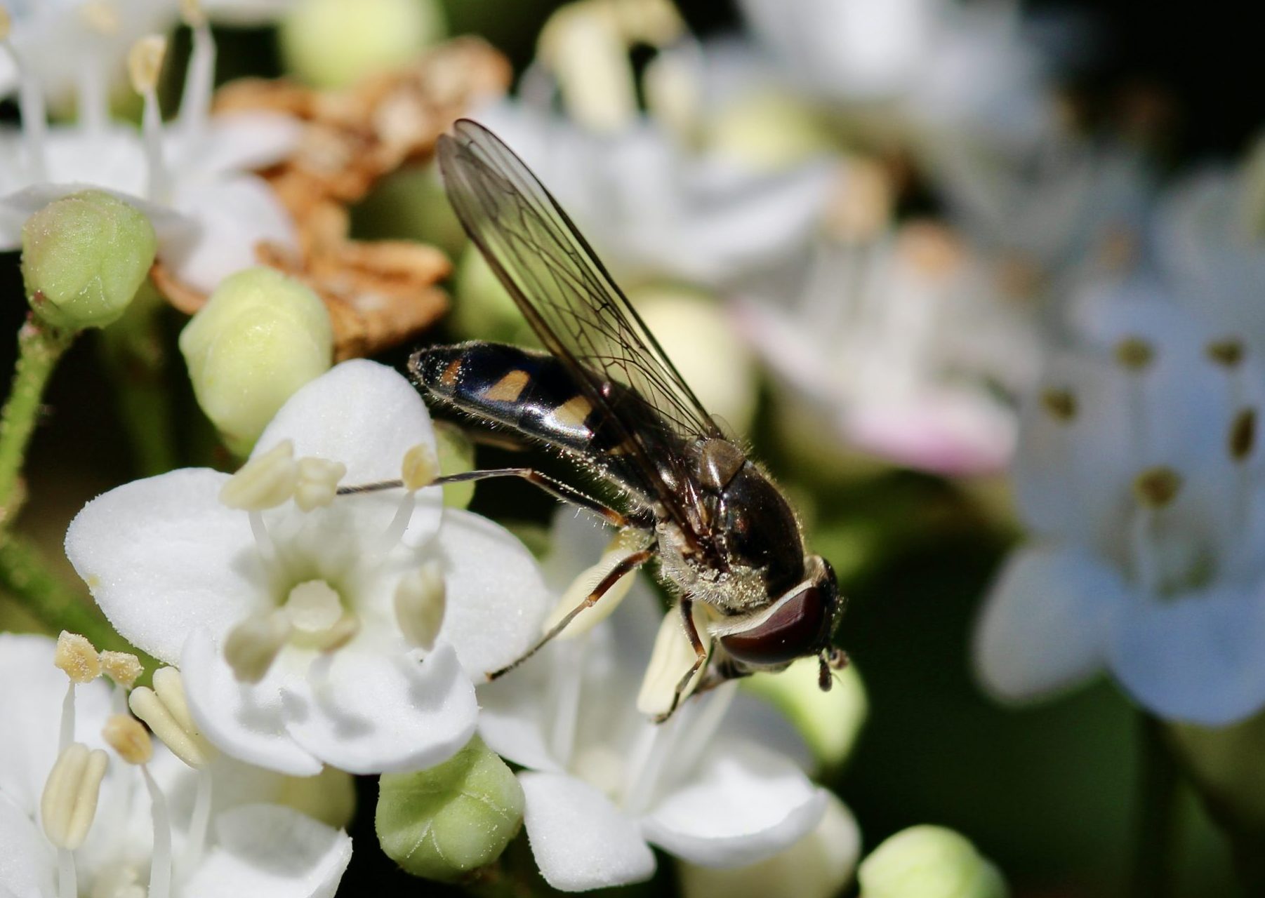 Le syrphe Meliscaeva auricollis - Un jardin dans le Marais poitevinUn ...