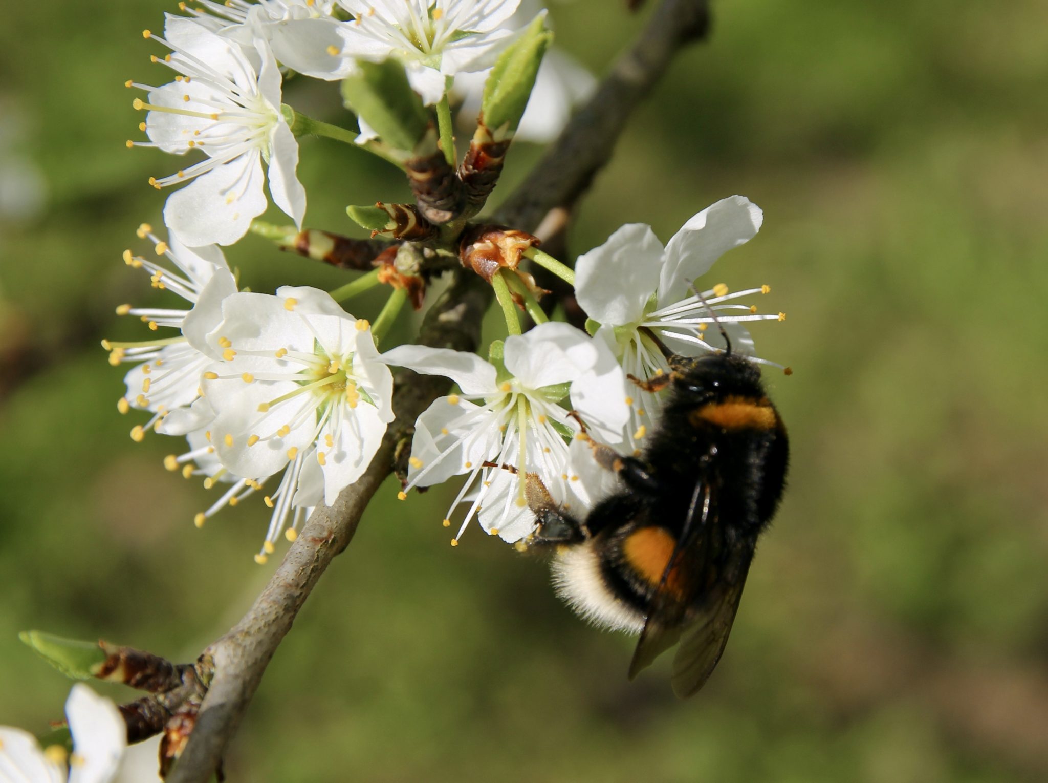 Les jeunes reines du Bourdon terrestre - Un jardin dans le Marais ...