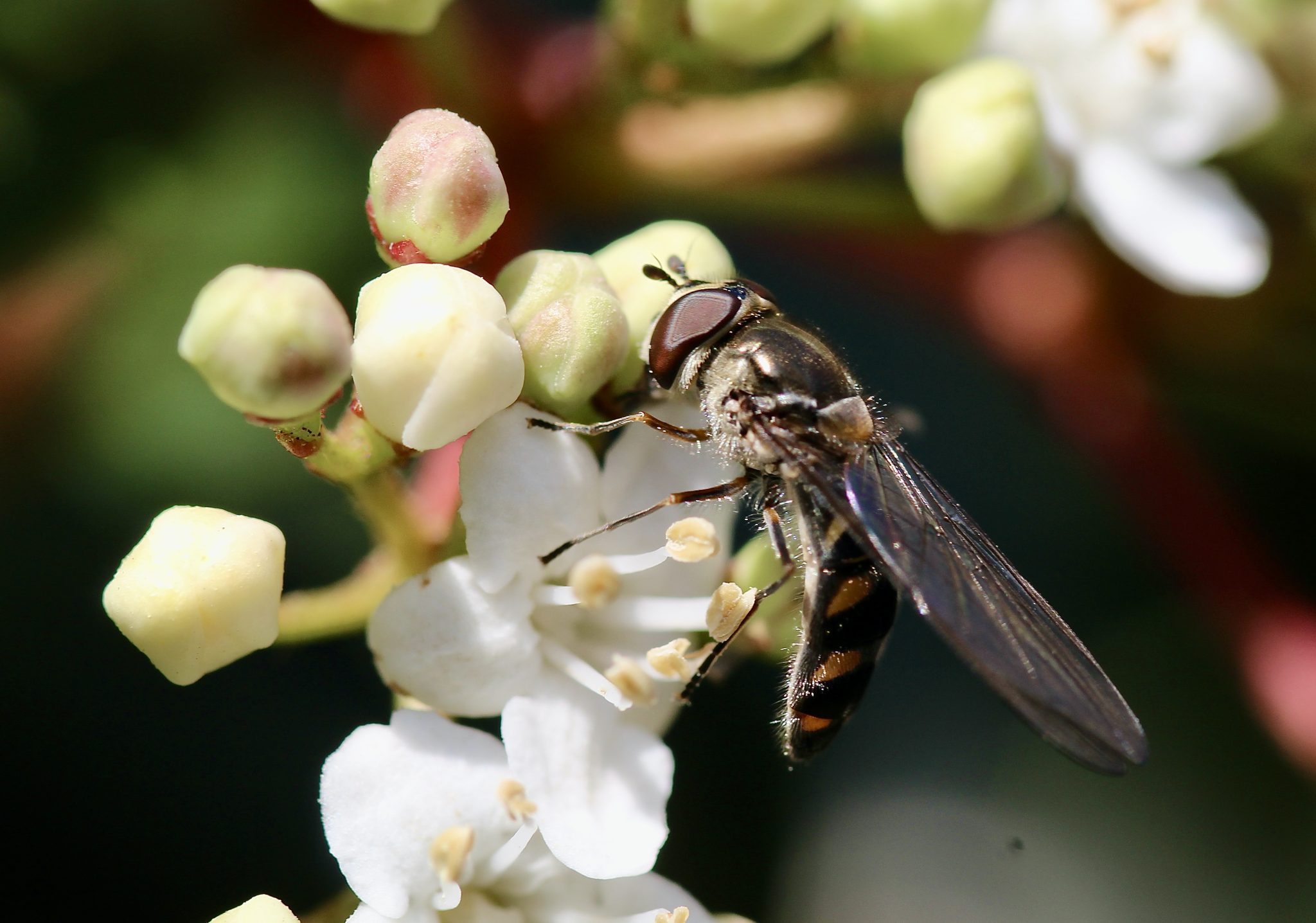 Le syrphe Meliscaeva auricollis - Un jardin dans le Marais poitevinUn ...