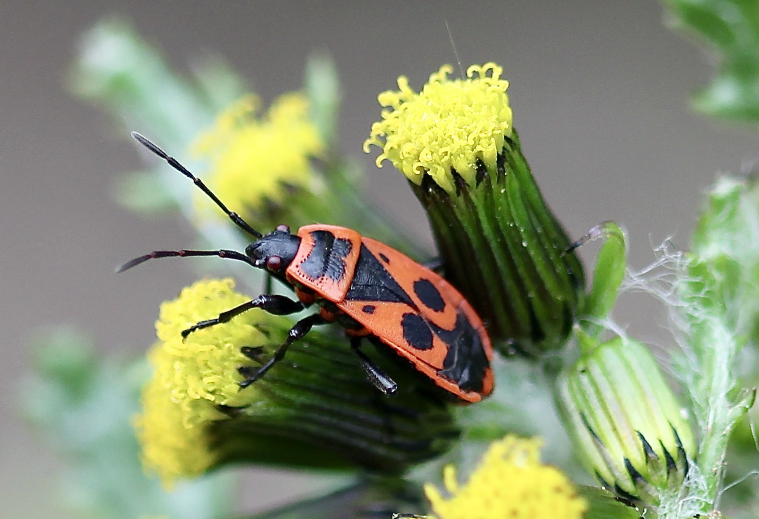 Insectes Archives - Un jardin dans le Marais poitevinUn jardin dans le ...