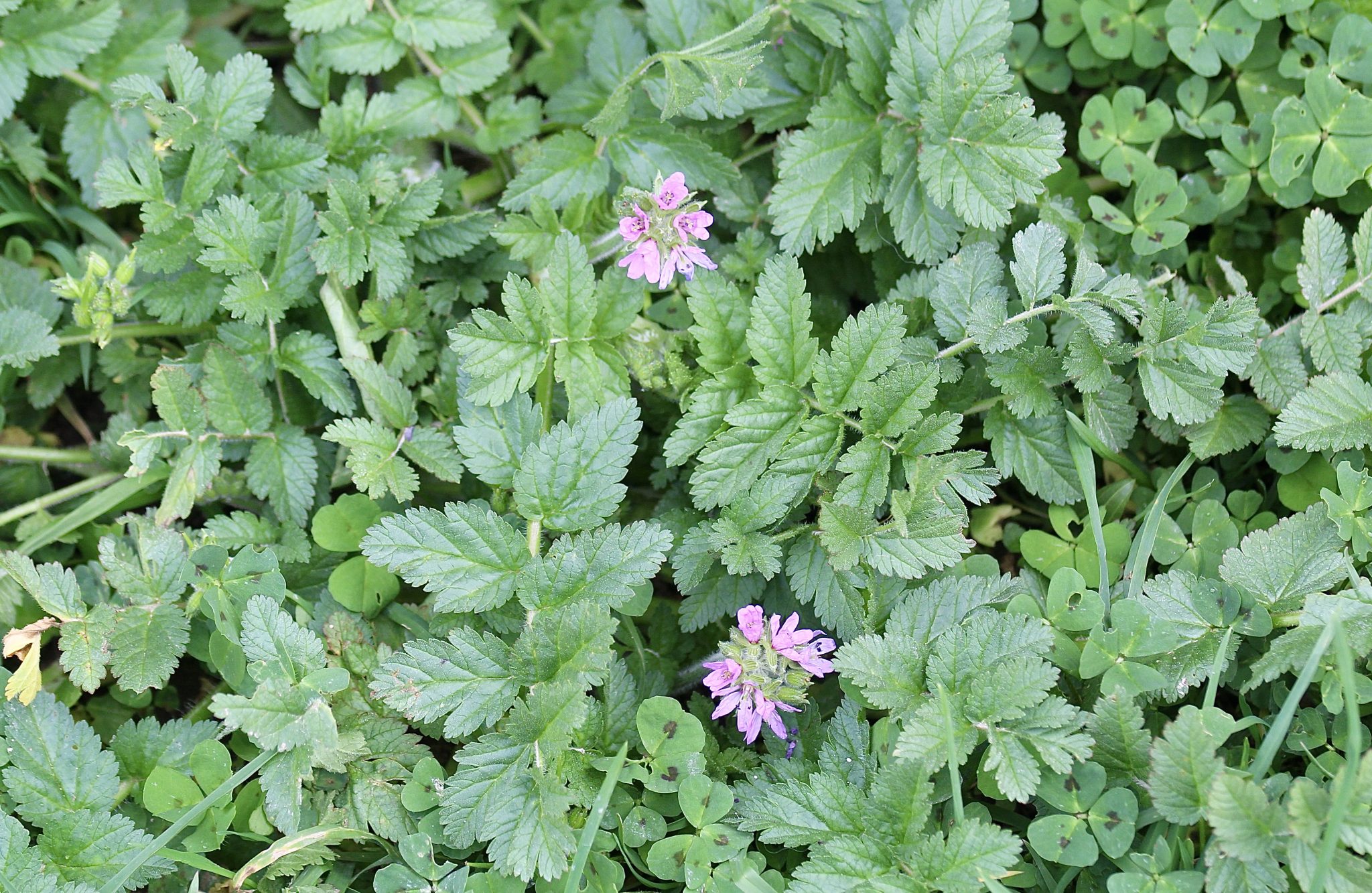 L'Érodium musqué - Un jardin dans le Marais poitevinUn jardin dans le ...
