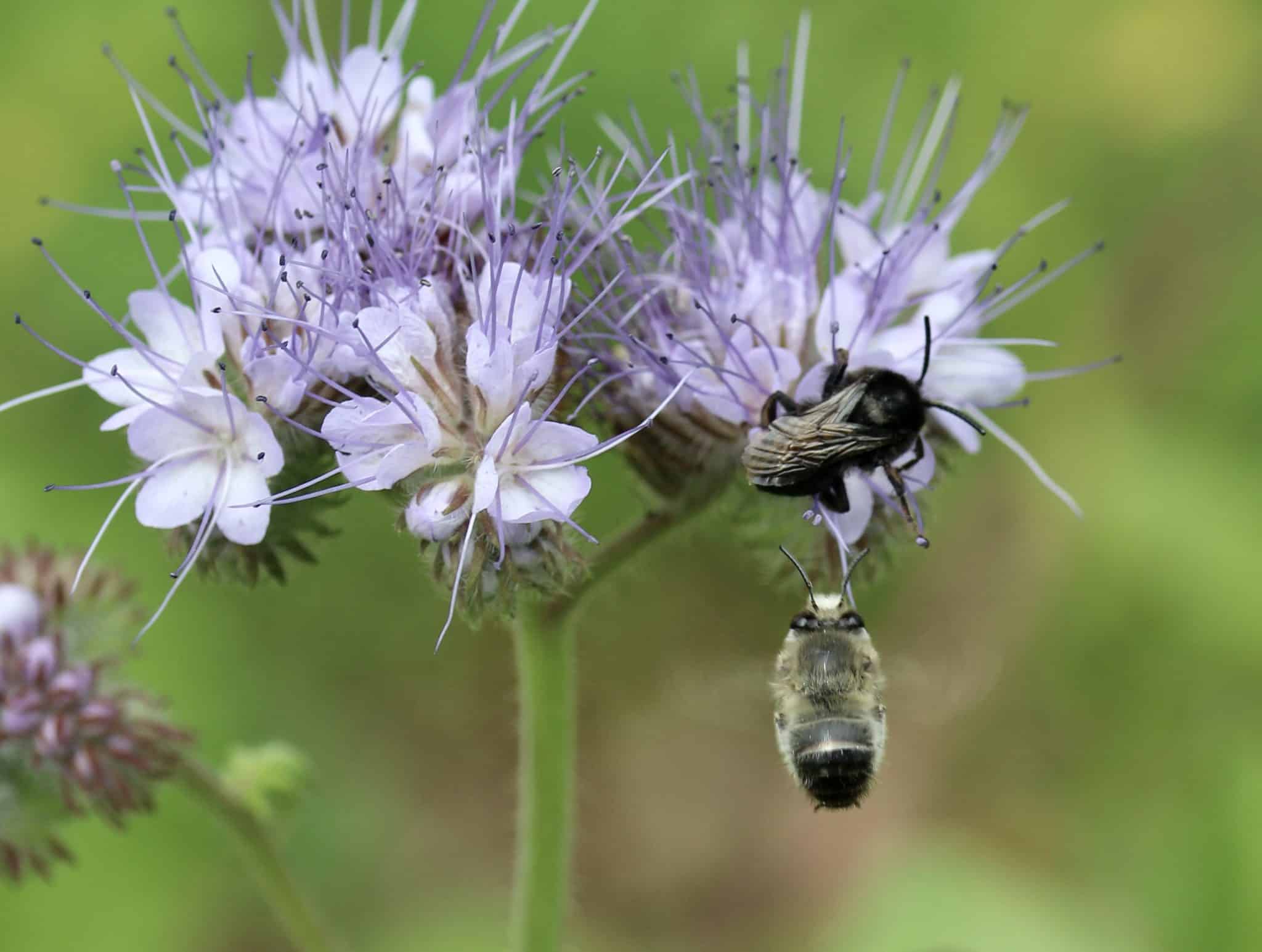 L'Anthophore à pattes plumeuses - Un jardin dans le Marais poitevinUn ...