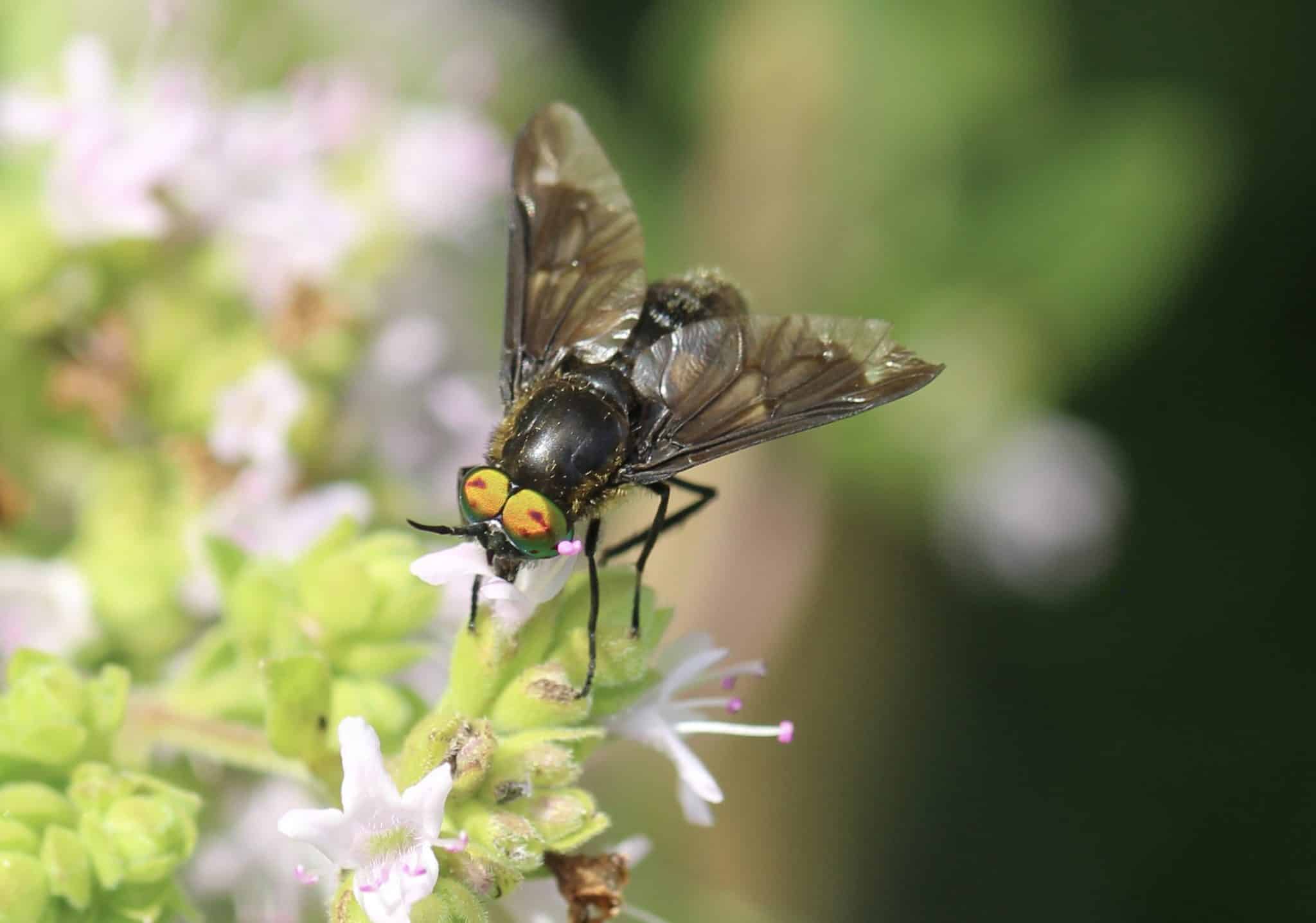 Le Petit taon aveuglant - Un jardin dans le Marais poitevinUn jardin ...