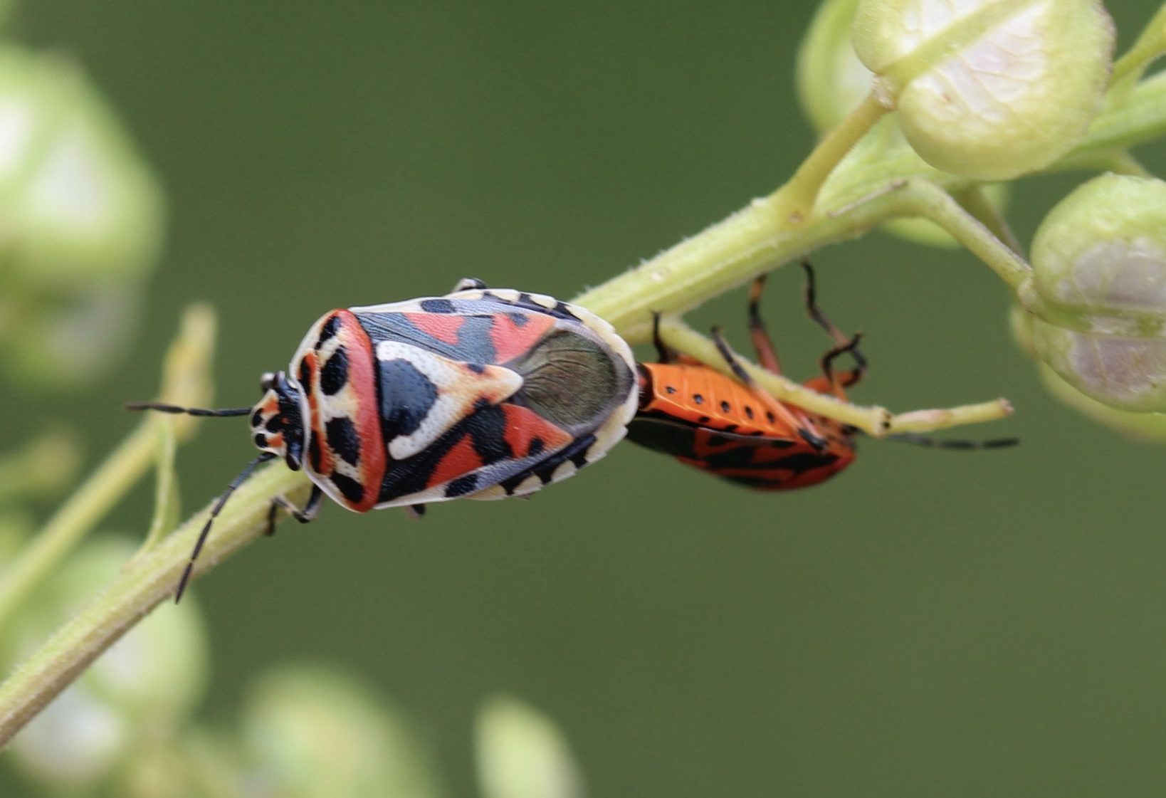 Insectes Archives - Un jardin dans le Marais poitevinUn jardin dans le ...