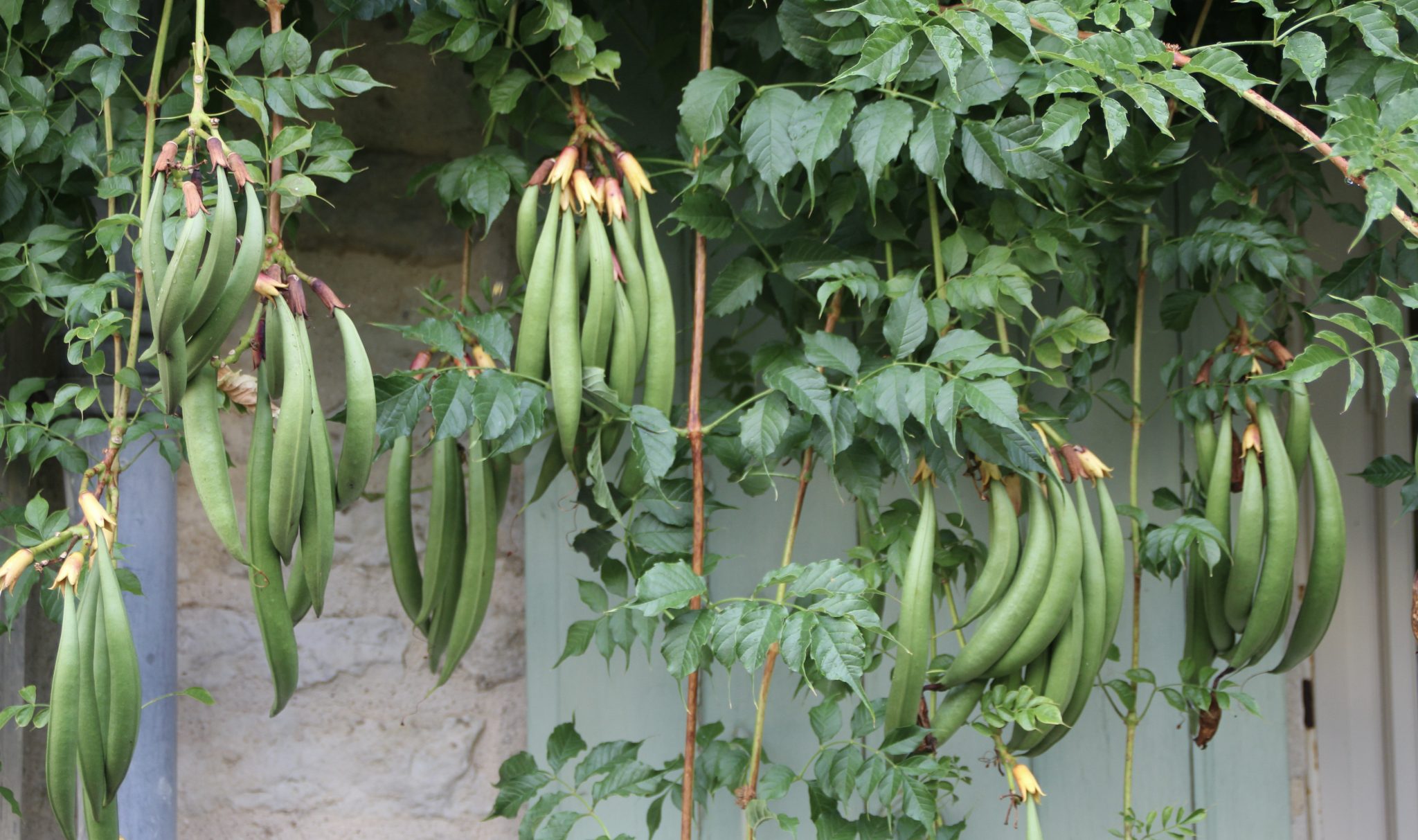 Quoi de neuf au jardin ? - Un jardin dans le Marais poitevinUn jardin ...