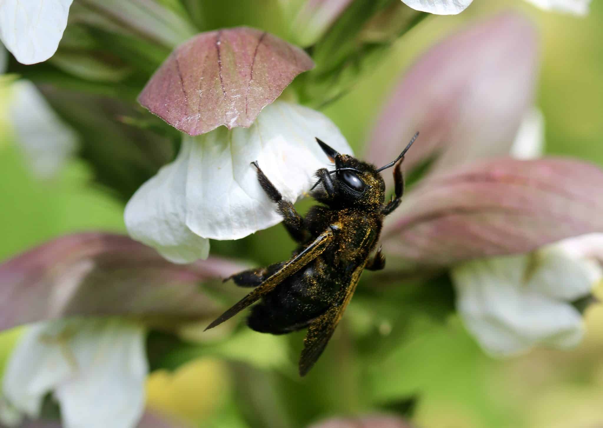 Quoi de neuf au jardin ? - Un jardin dans le Marais poitevinUn jardin ...