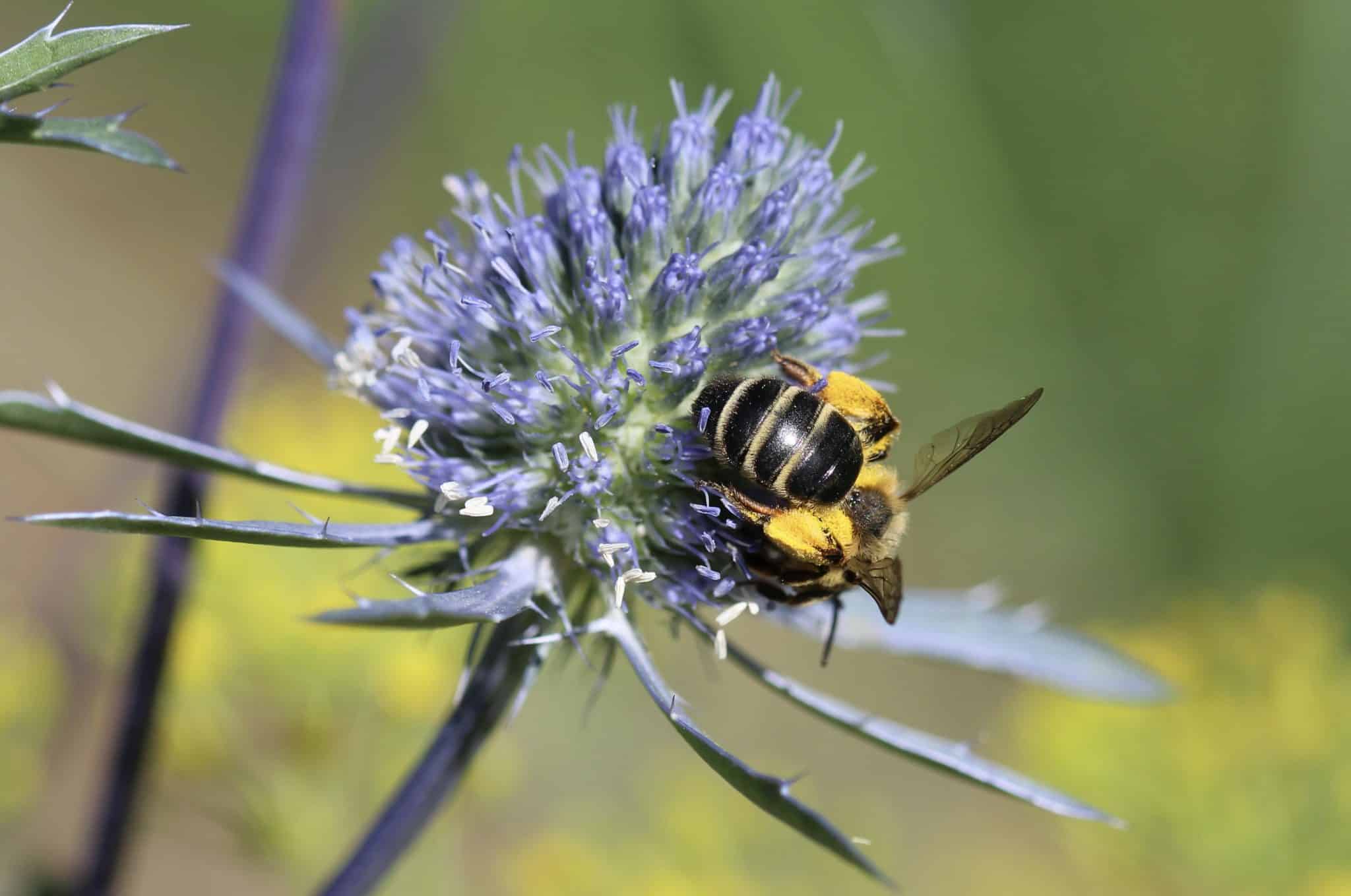 Quoi de neuf au jardin ? - Un jardin dans le Marais poitevinUn jardin ...